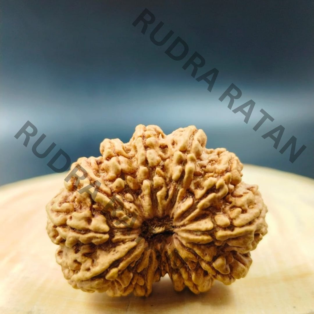 NATURAL 14 MUKHI NEPAL RUDRAKSHA SUPER COLLECTOR SIZE – RUDRARATAN.IN